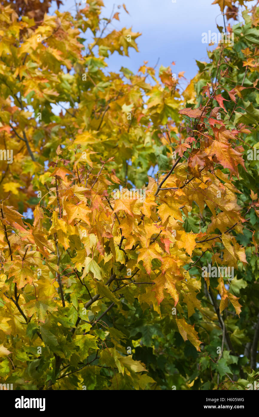 Changing tree in the Fall/Autumn in England Stock Photo - Alamy