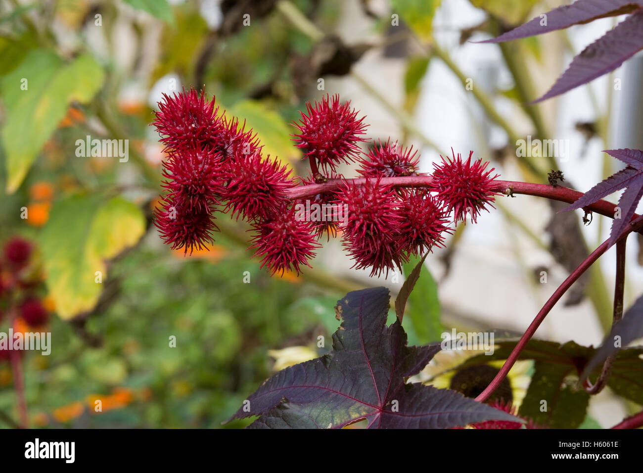 castor bean seed pods, Ricinus communis Stock Photo - Alamy