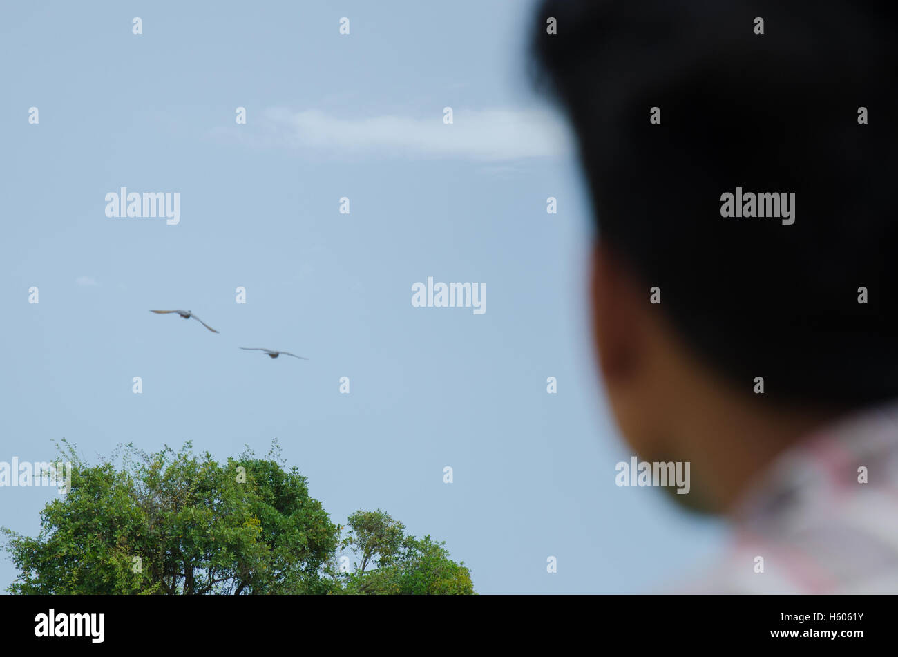 A man watches on as he dreams of flying like the birds Stock Photo - Alamy