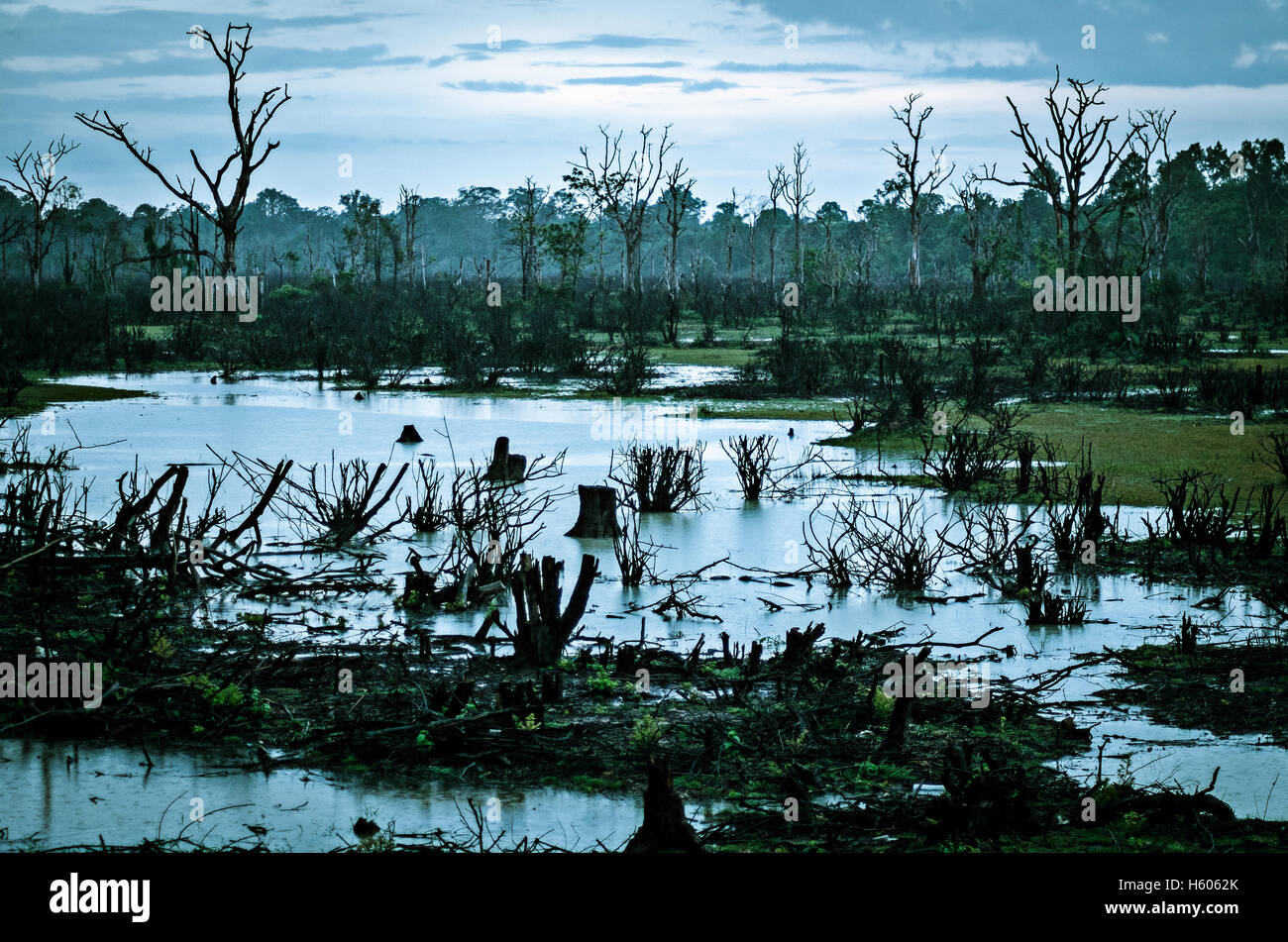 Recovering landscape following a controlled forest fire Stock Photo - Alamy