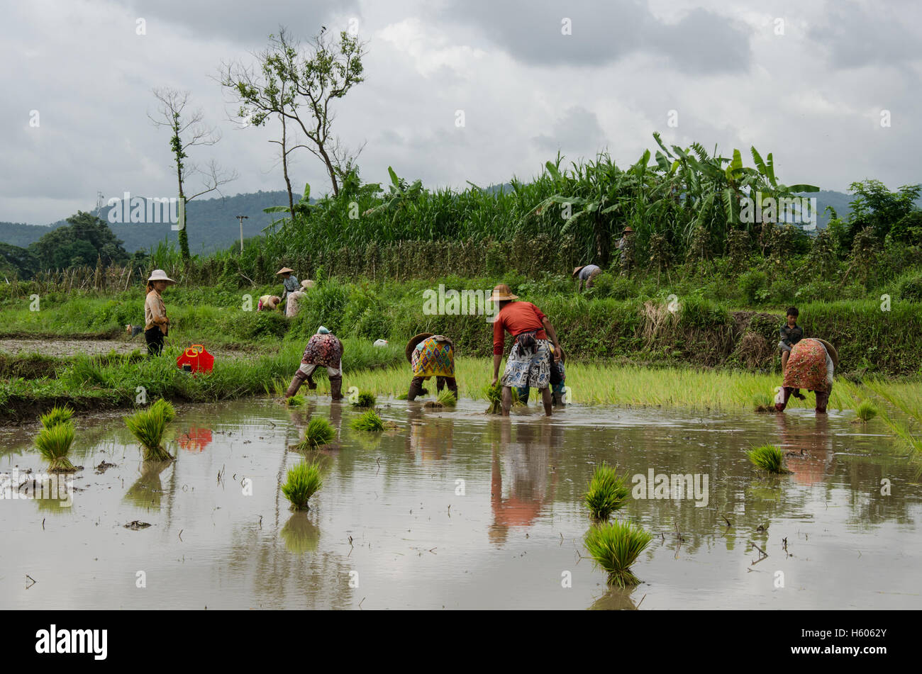 Farmers working on the harvest from their rice paddy fields Stock Photo ...