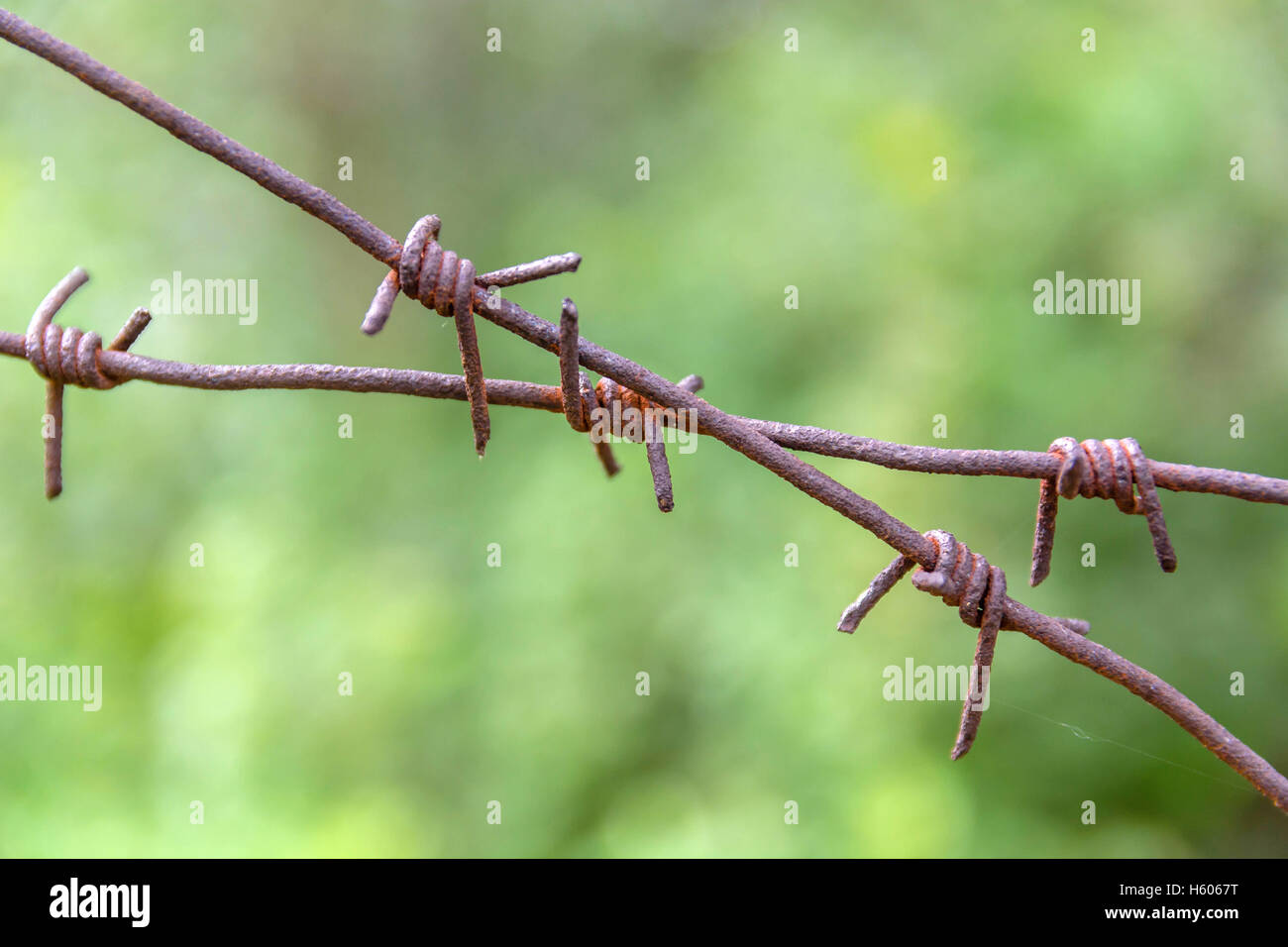Barbed wire fence on a green background trees. Rusty and the old Stock ...