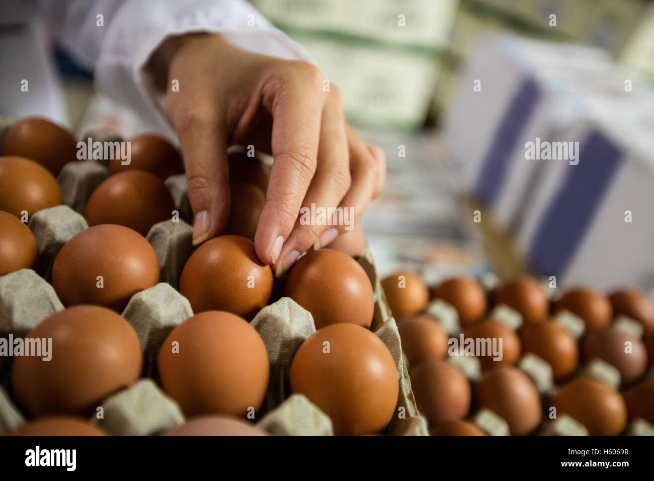 Poultry Section High Resolution Stock Photography and Images - Alamy