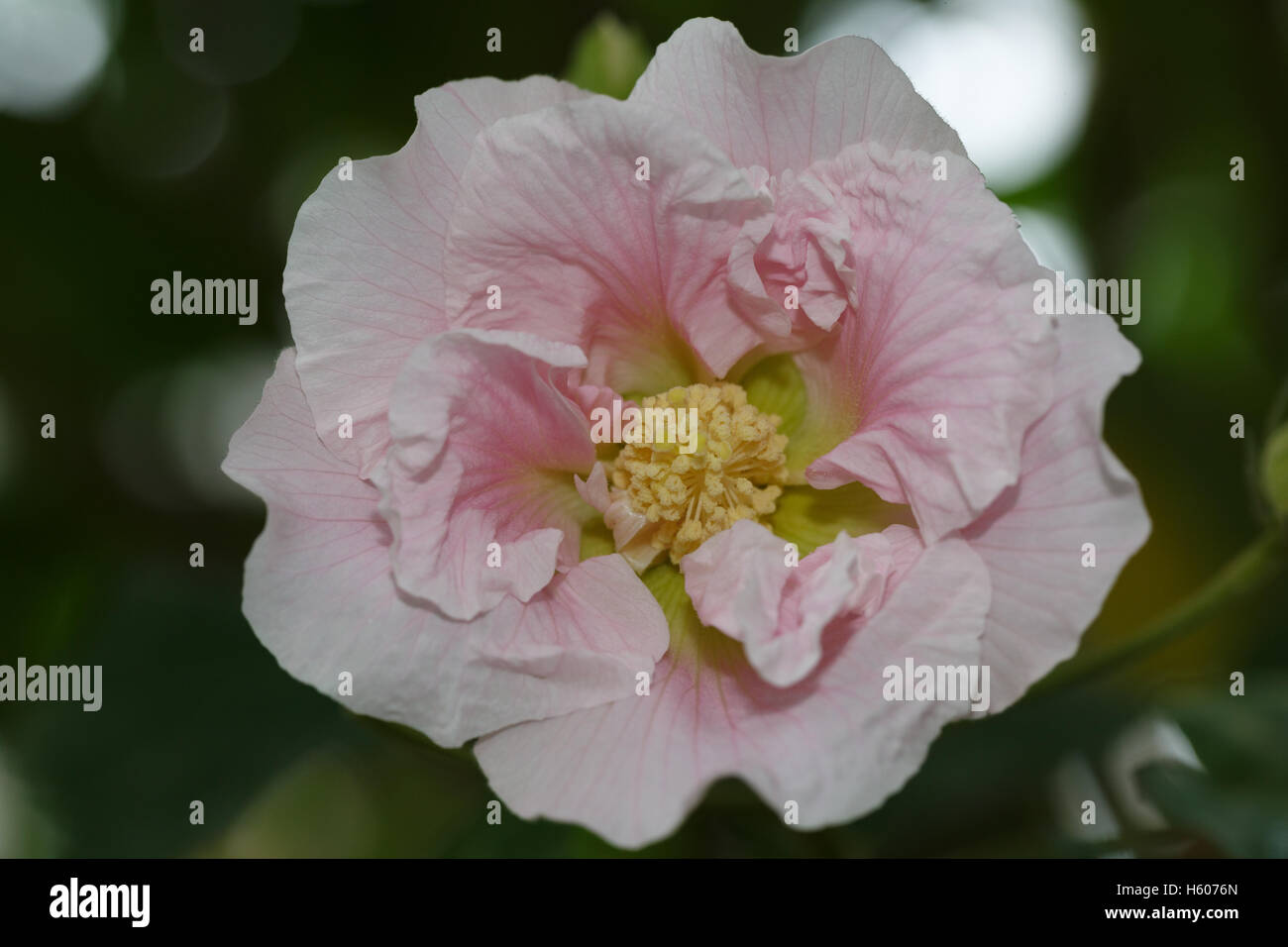Pink hibiscus flowers Stock Photo - Alamy