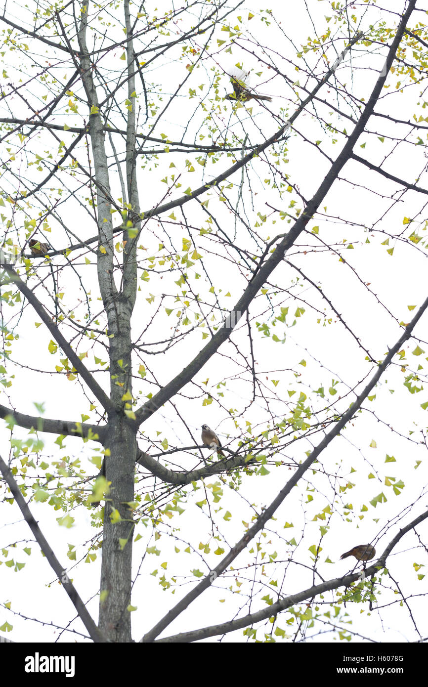 Ginkgo trees and four birds Stock Photo - Alamy