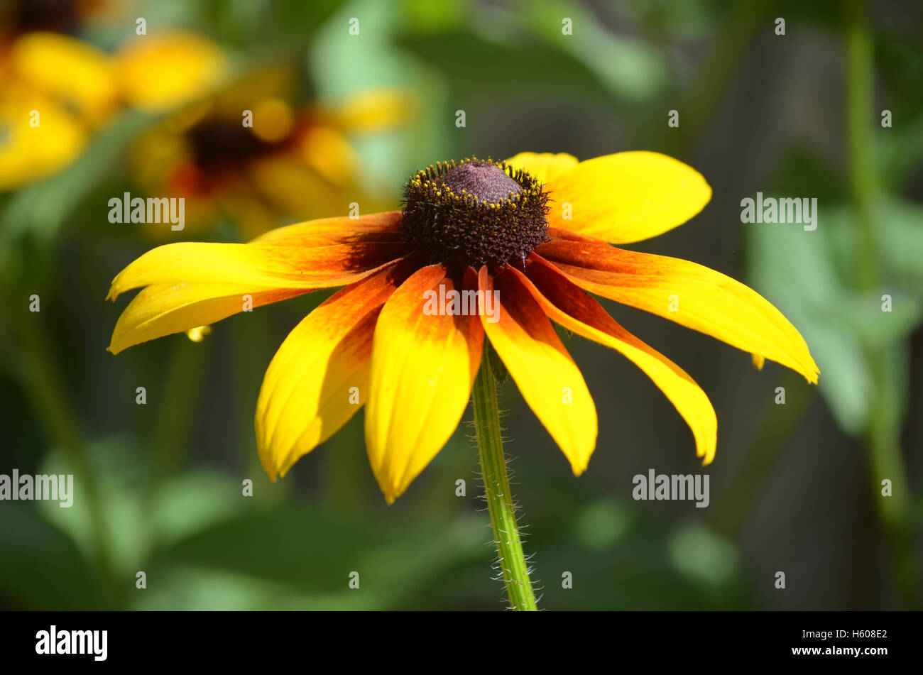 Pretty blooming brown betty flower blossom in a garden Stock Photo - Alamy