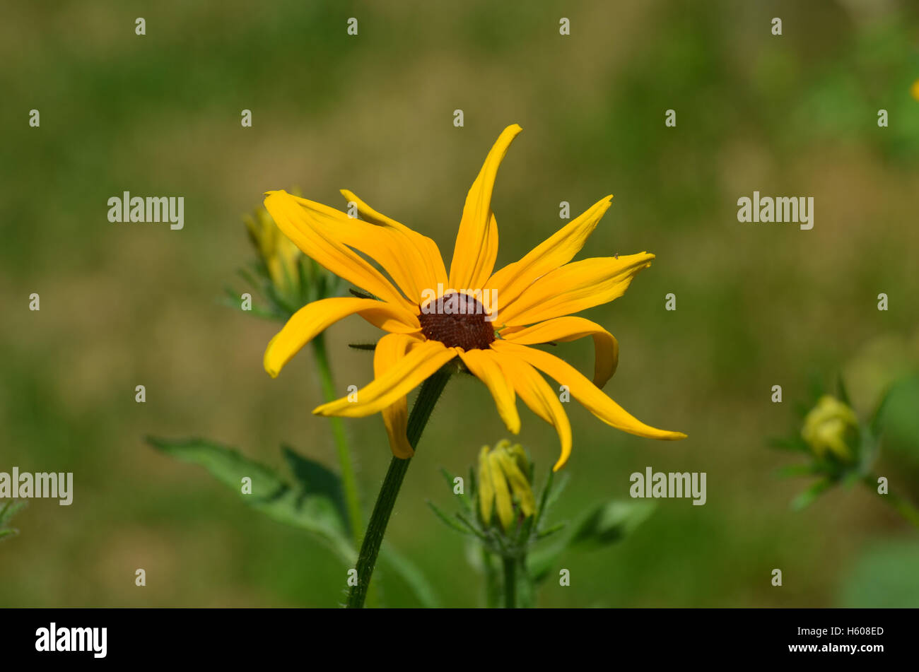 Pretty ox-eye daisy flower blossom in the garden Stock Photo - Alamy