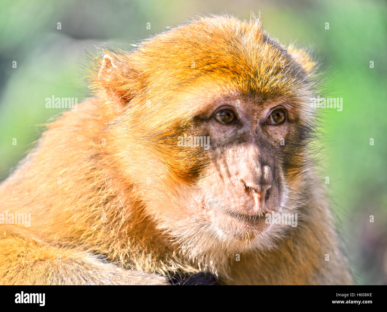 Barbary macaque (Macaca sylvanus), at the Ouzoud falls in Morocco Stock ...