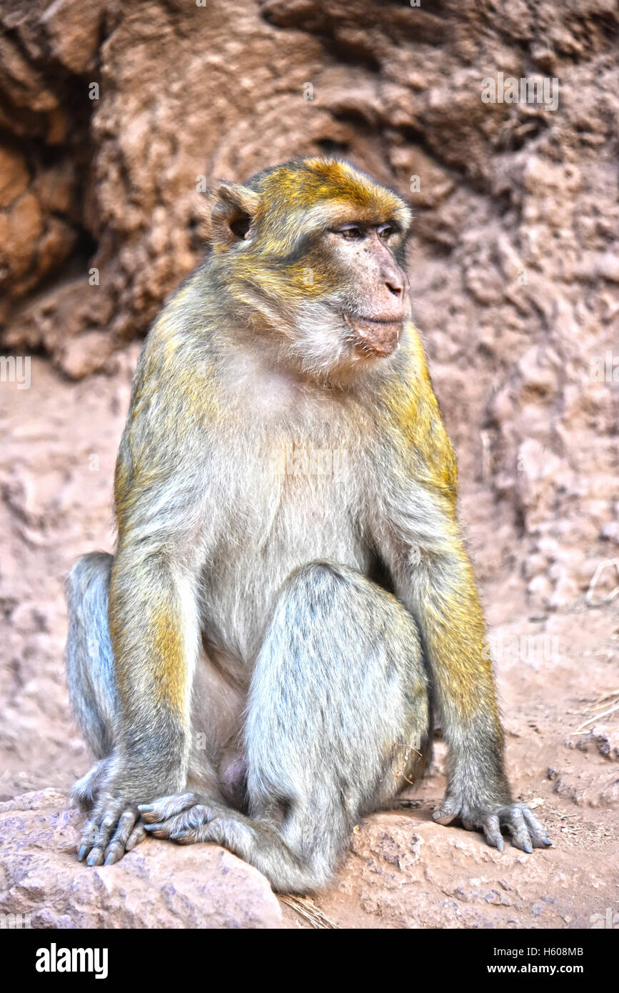 Barbary macaque (Macaca sylvanus), at the Ouzoud falls in Morocco Stock ...