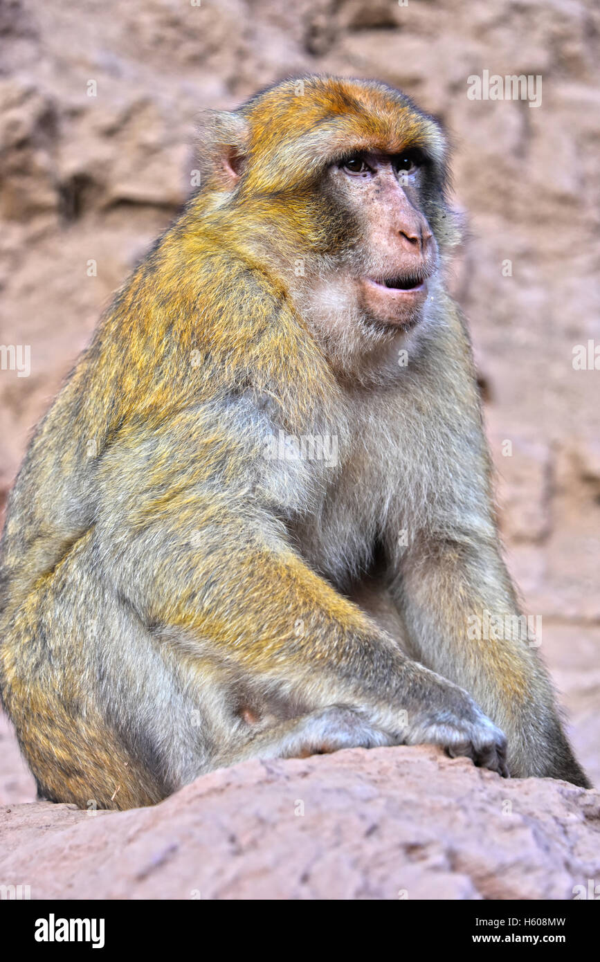 Barbary macaque (Macaca sylvanus), at the Ouzoud falls in Morocco Stock ...