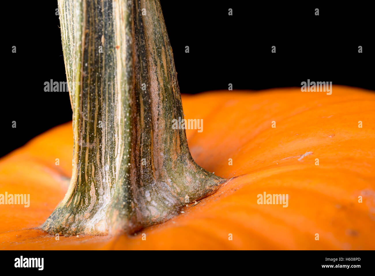 halloween pumpkin stem isolated on black background Stock Photo - Alamy