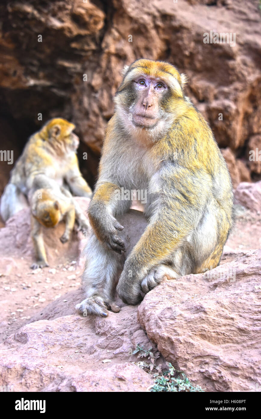 Barbary macaque (Macaca sylvanus), at the Ouzoud falls in Morocco Stock ...