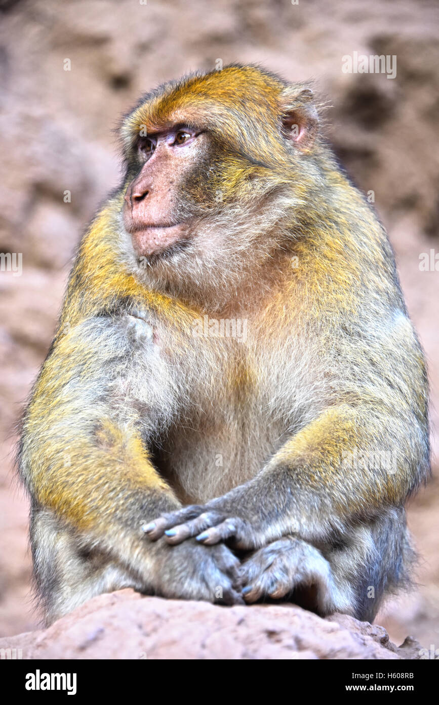 Barbary macaque (Macaca sylvanus), at the Ouzoud falls in Morocco Stock ...