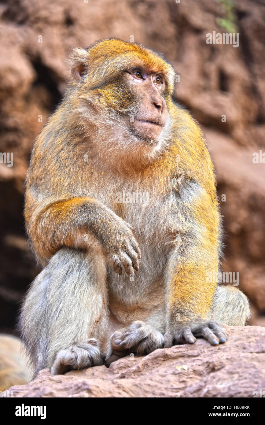 Barbary macaque (Macaca sylvanus), at the Ouzoud falls in Morocco Stock ...