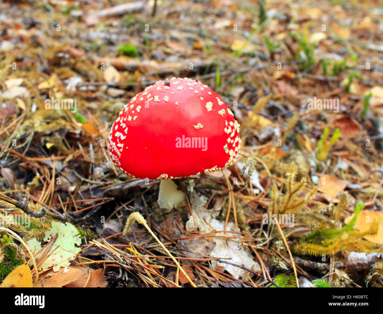 beautiful big red fly agaric in the forest Stock Photo - Alamy