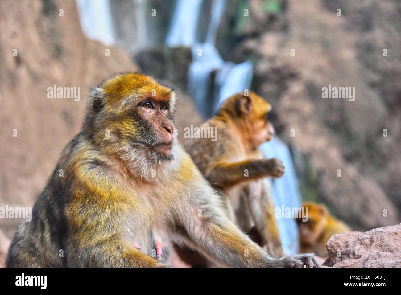 Barbary macaque (Macaca sylvanus), at the Ouzoud falls in Morocco Stock ...