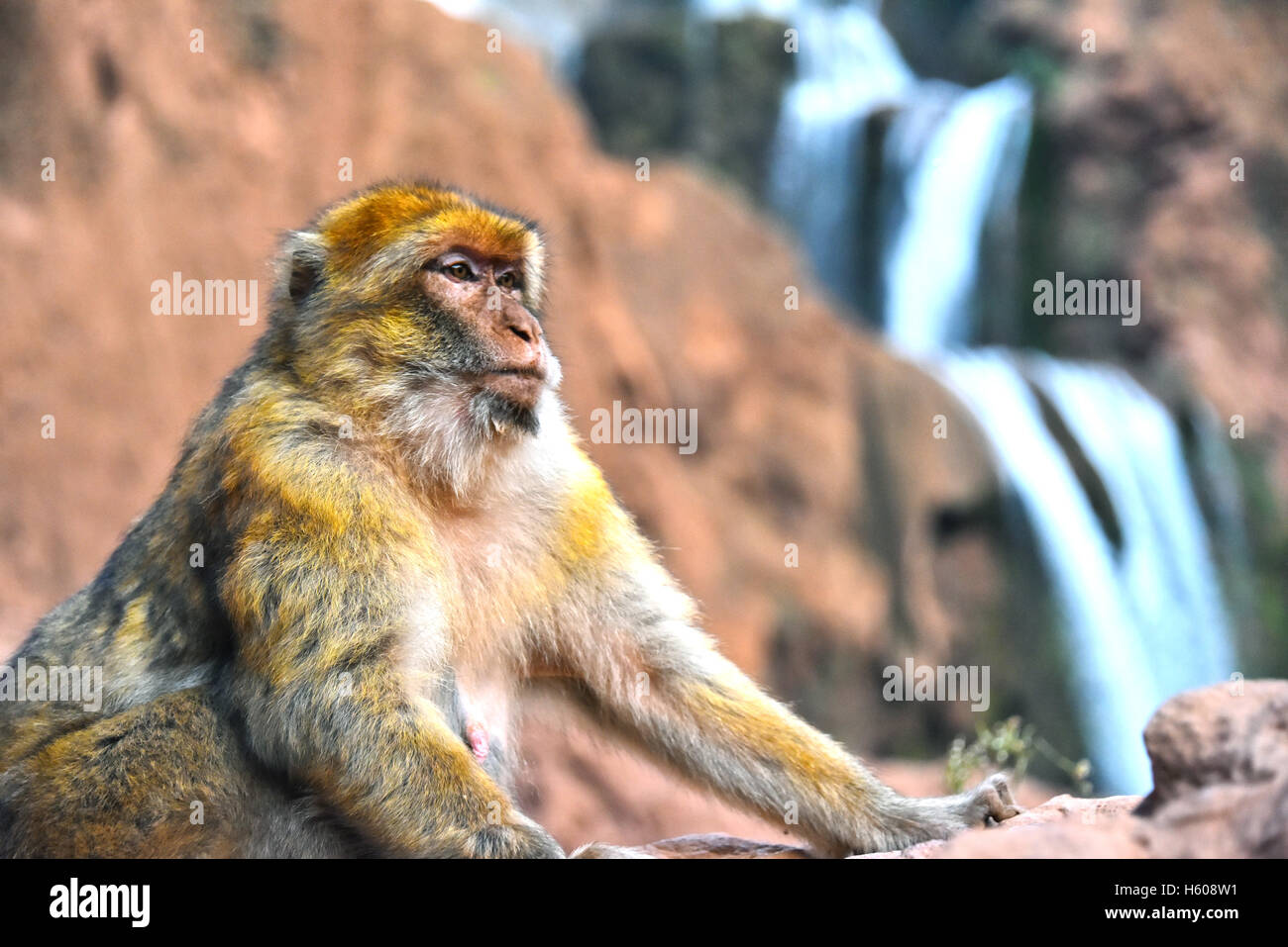 Barbary macaque (Macaca sylvanus), at the Ouzoud falls in Morocco Stock ...