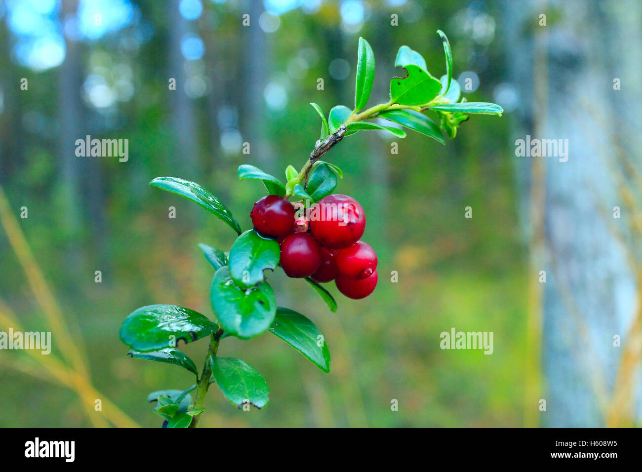 green branch of cowberry with red berries in the forest Stock Photo - Alamy