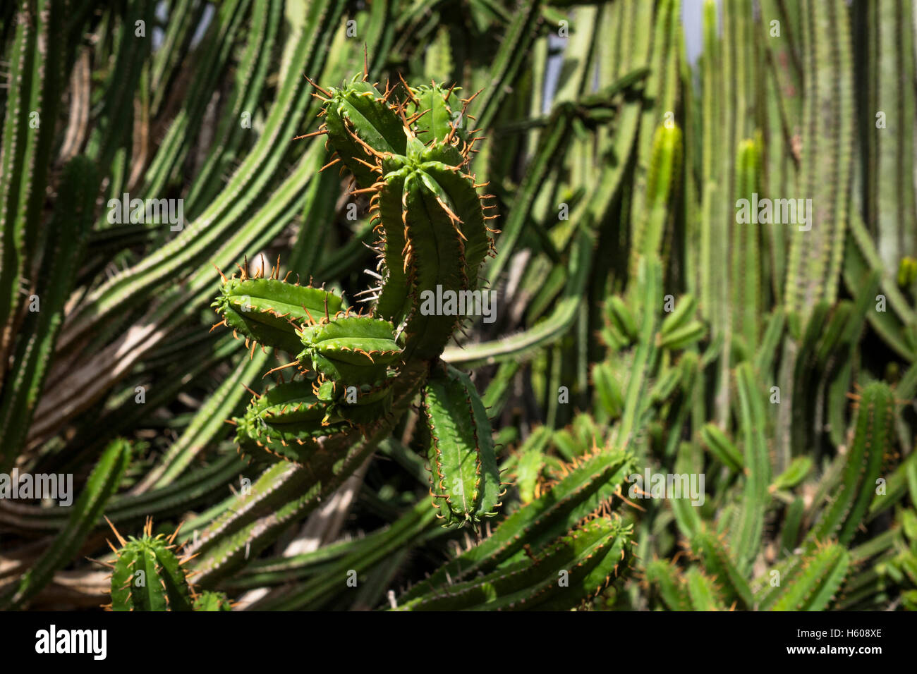 Close up of outdoor cactus plant in the Jardin Botanico Canario, Gran ...