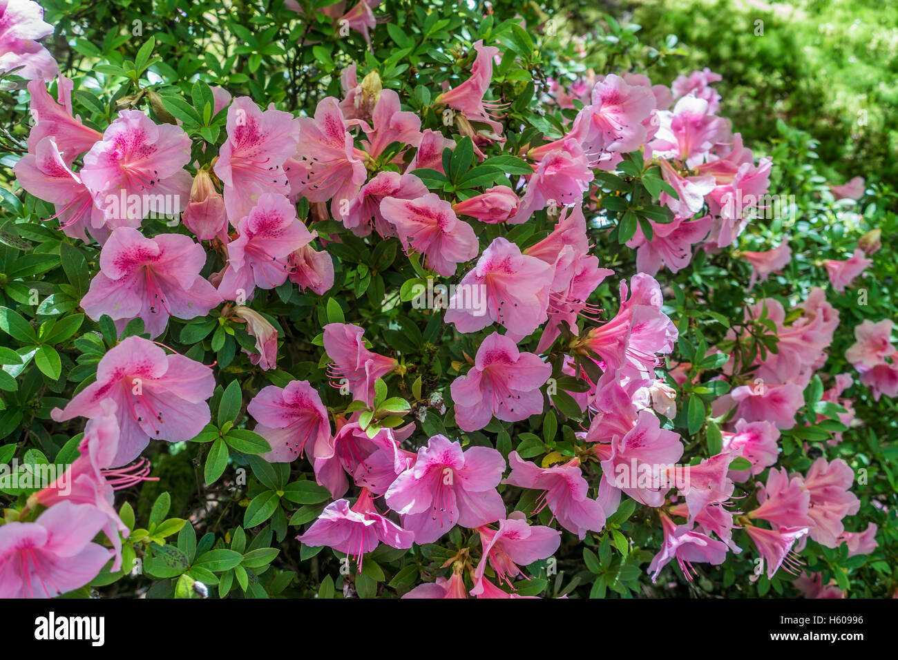 Closeup shot of pink Azaleas. Background or texture Stock Photo - Alamy