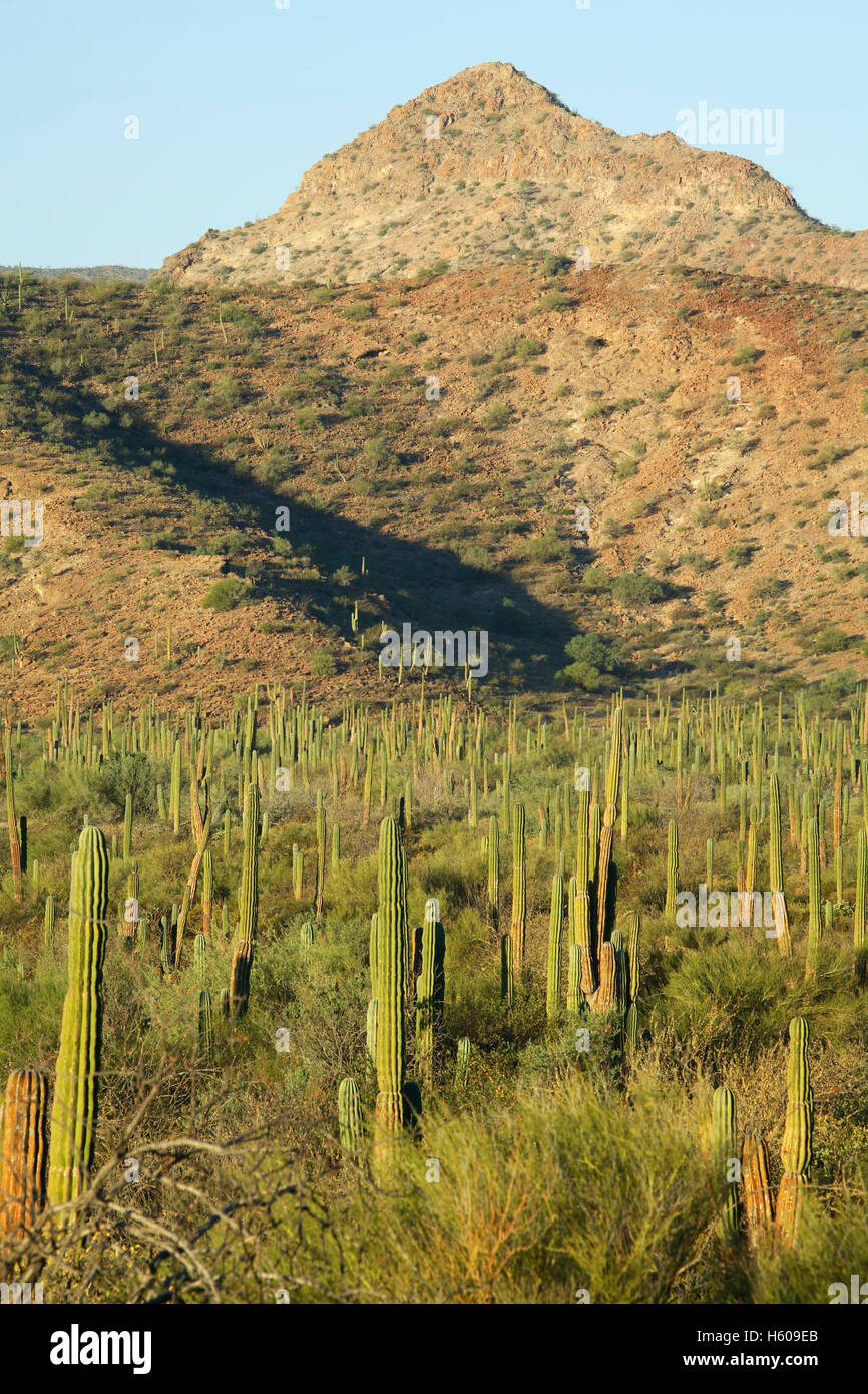 Forest of cardon (Pachycereus) trees and mountains, near Mulege, Baja ...