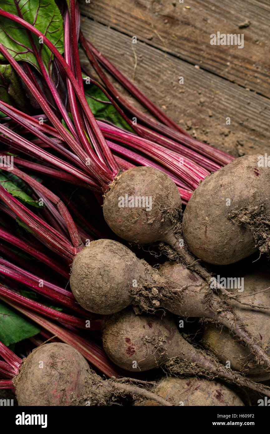 Overhead view of freshly harvested beets with soil on them Stock Photo ...