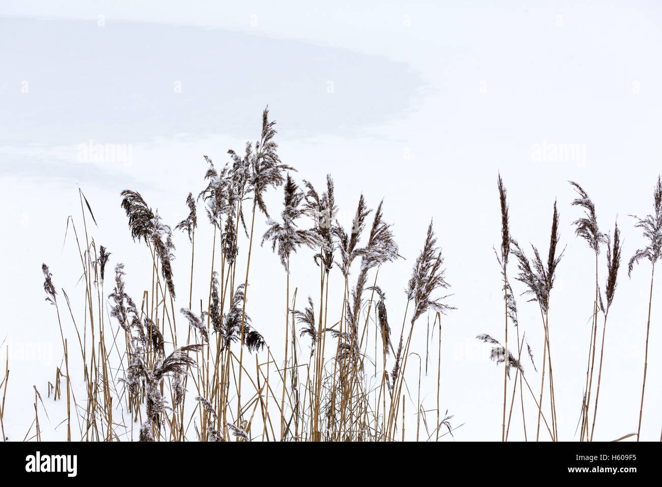 Grass reeds river winter hi-res stock photography and images - Alamy