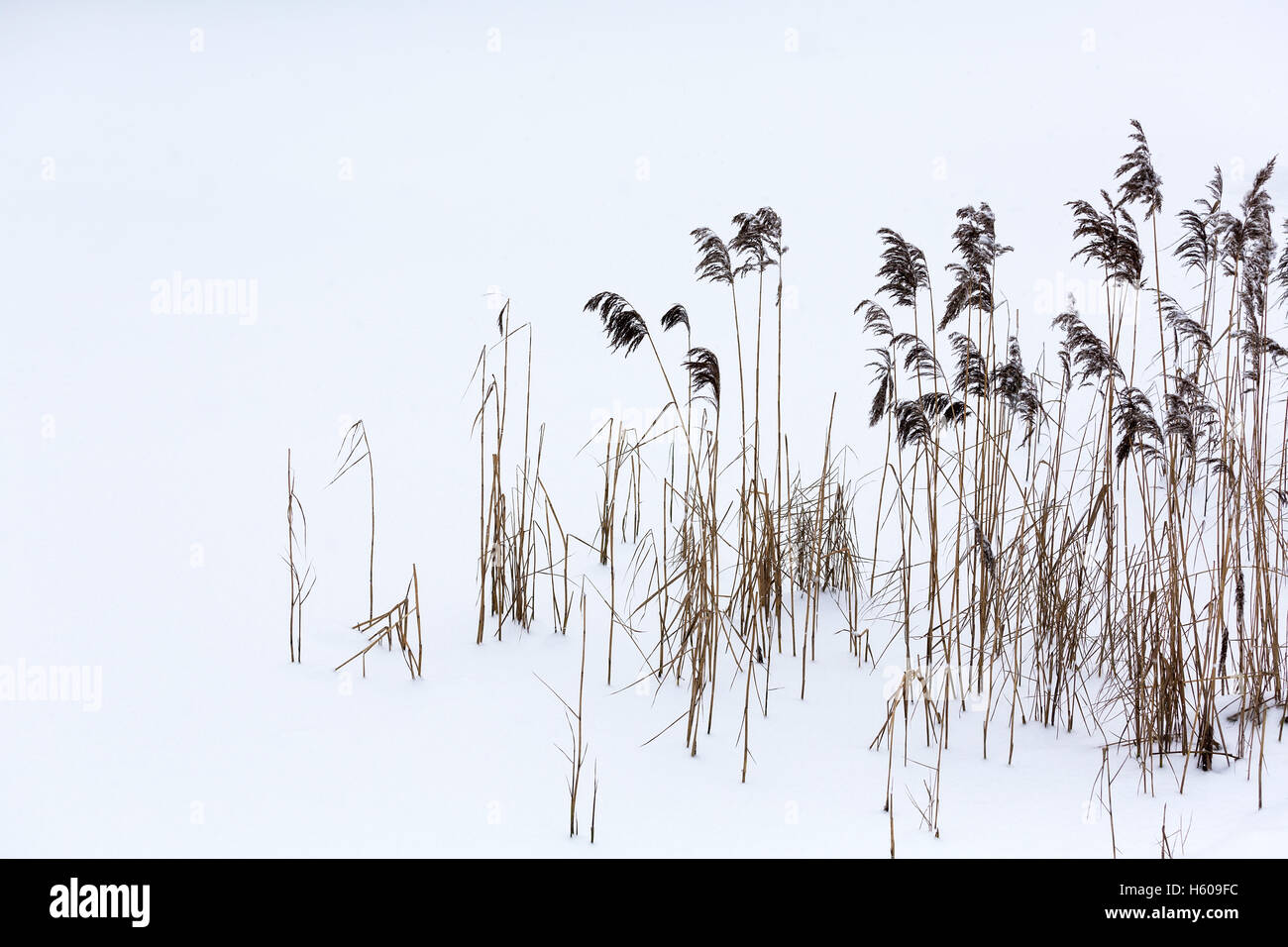 Frozen coastal reed on still overcast day Stock Photo - Alamy