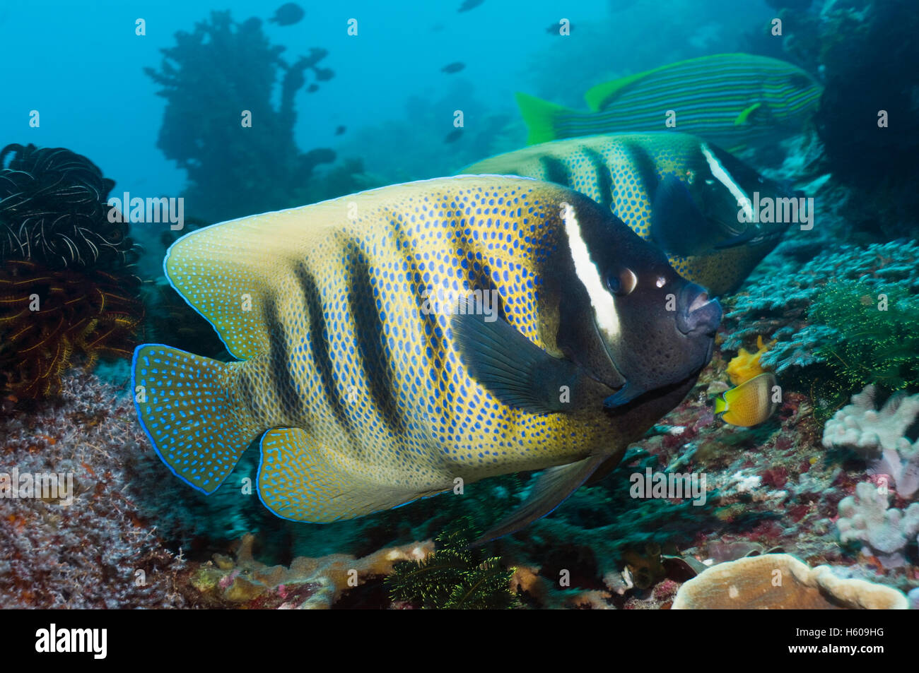 Six-banded angelfish (Pomacanthus sexstriatus). Indonesia. (Digital ...