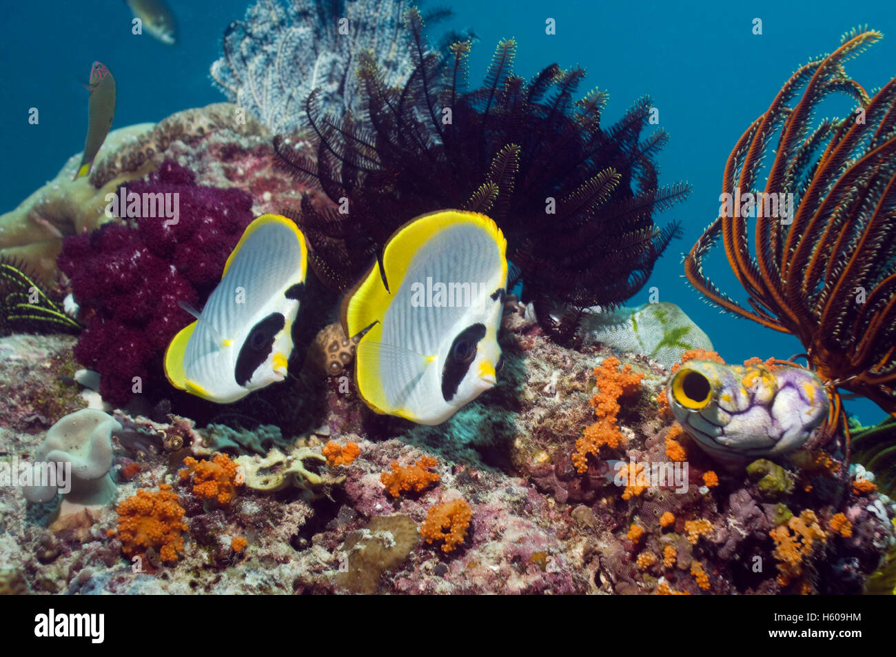 Panda butterflyfish (Chaetodon adiergastos) with featherstars on coral ...
