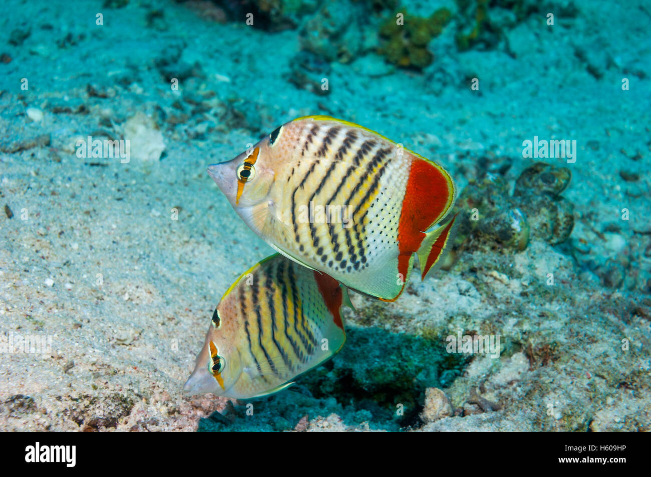 Red Sea Eritrean or Crown butterflyfish[Chaetodon paucifasciatus ...