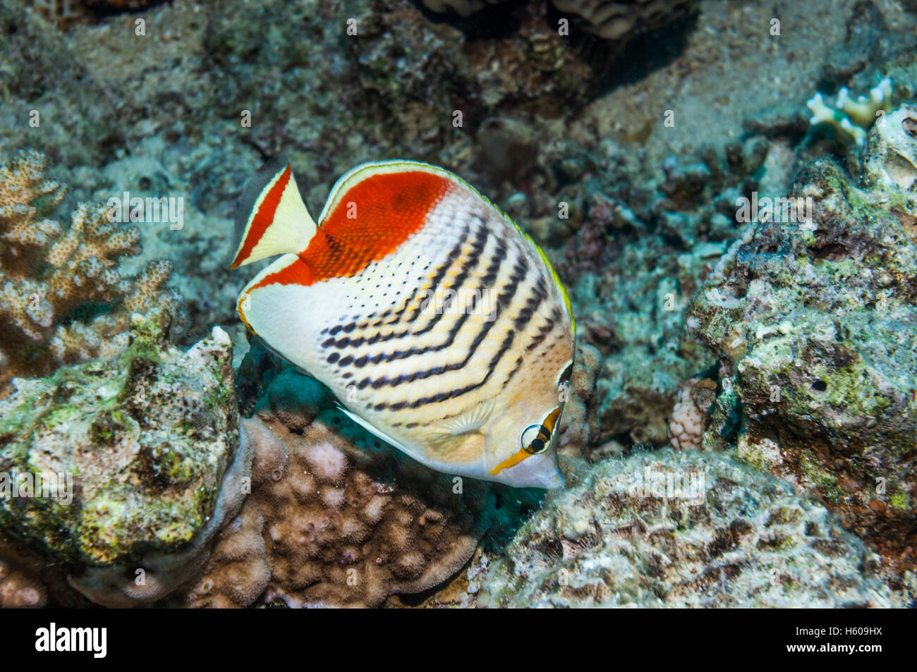 Red Sea Eritrean or Crown butterflyfish[Chaetodon paucifasciatus ...