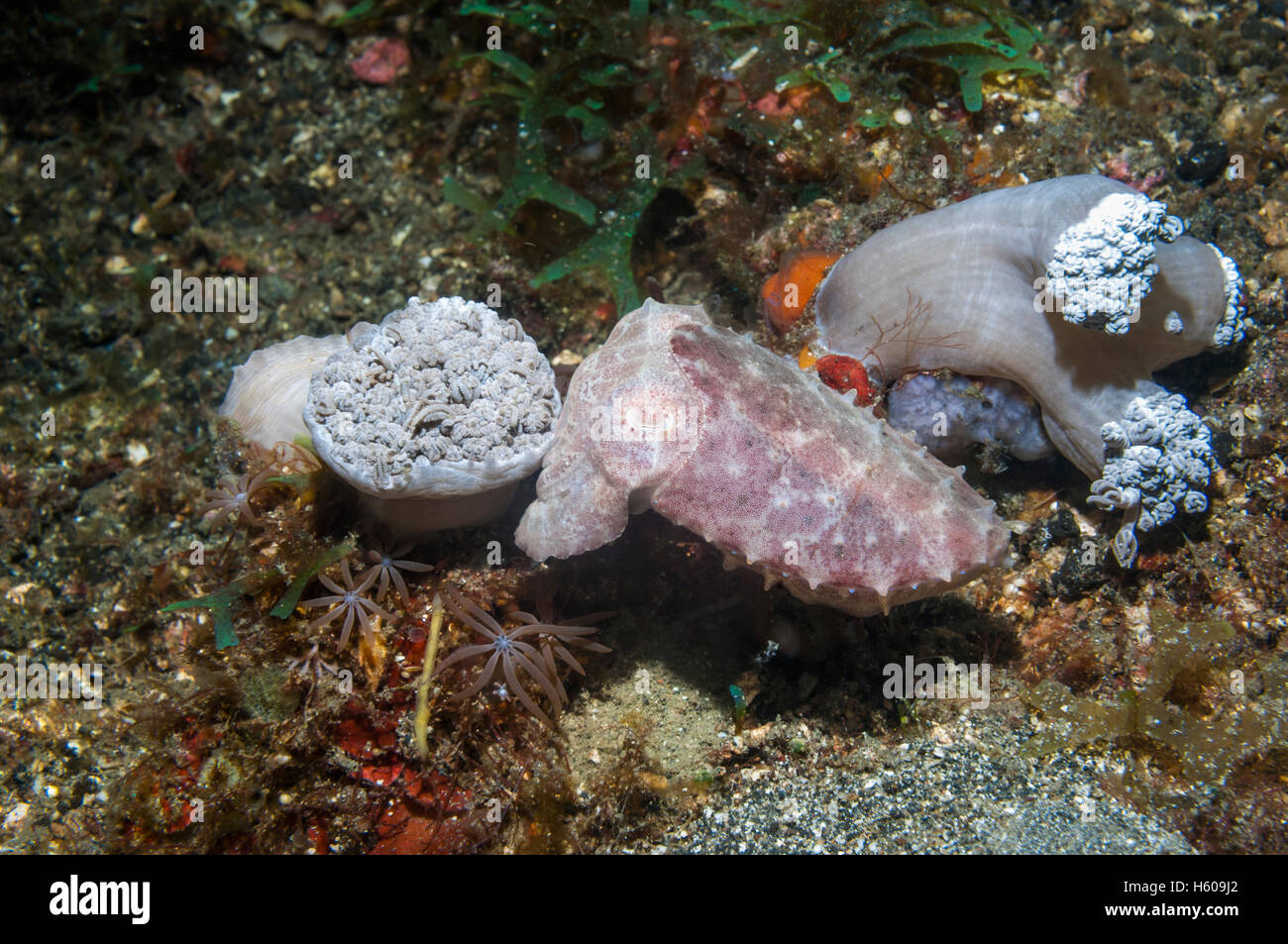 Asian coral hi-res stock photography and images - Alamy