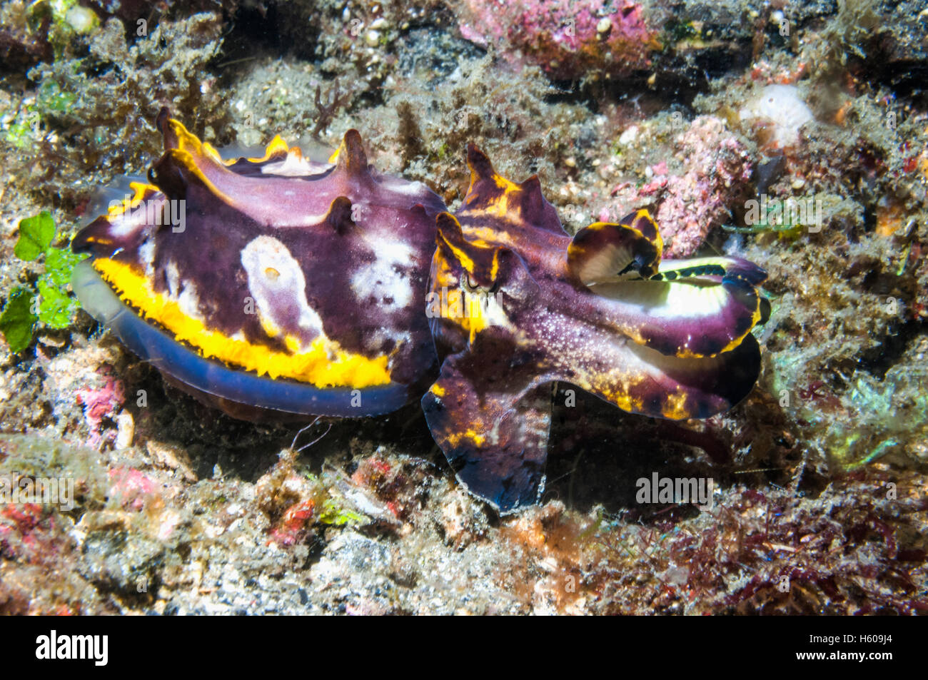 Pfeffers flamboyant cuttlefish metasepia pfefferi hi-res stock ...