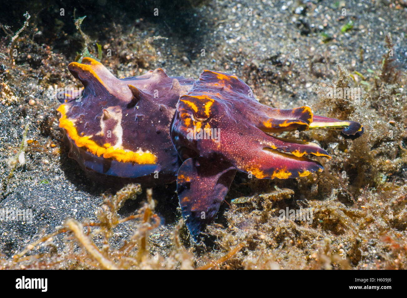 Pfeffers flamboyant cuttlefish metasepia pfefferi hi-res stock ...