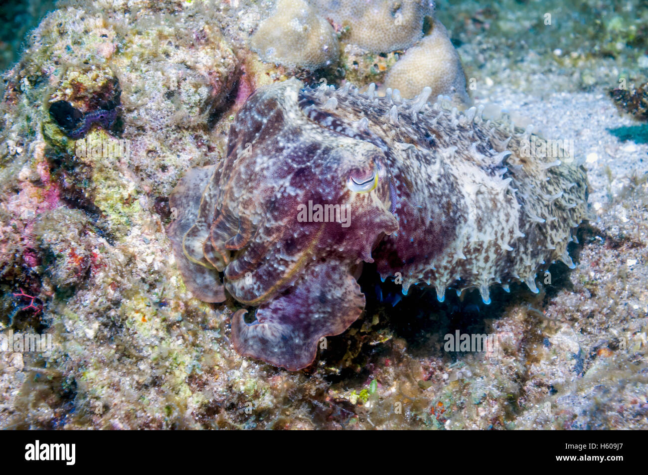 Pygmy or Stumpy spined cuttlefish [Sepia bandensis]. Lembeh Strait ...