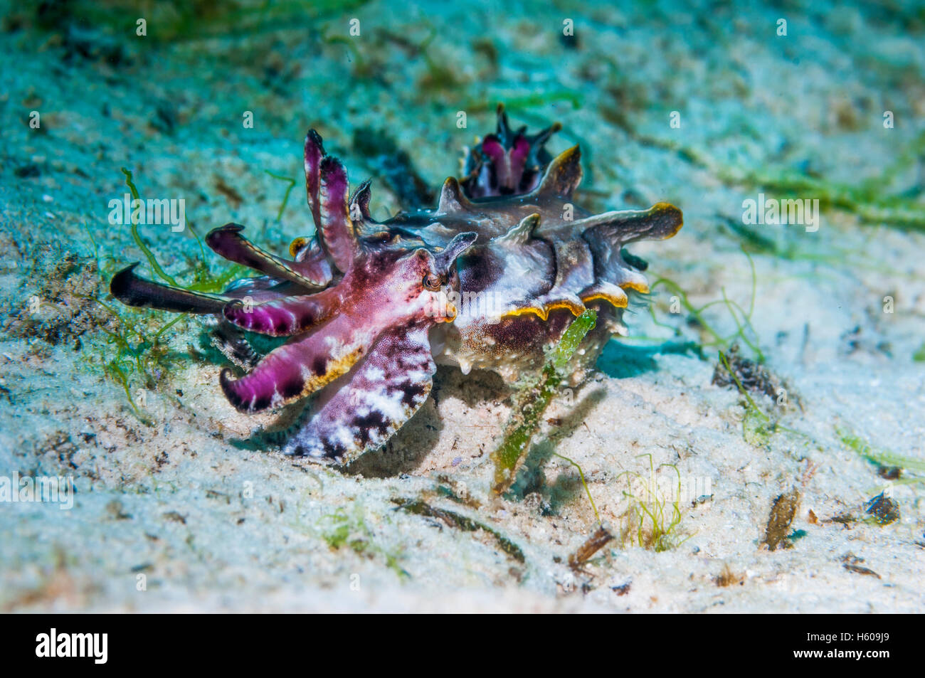 Pfeffer's flamboyant cuttlefish Metasepia pfefferi Mabul Malaysia Stock ...