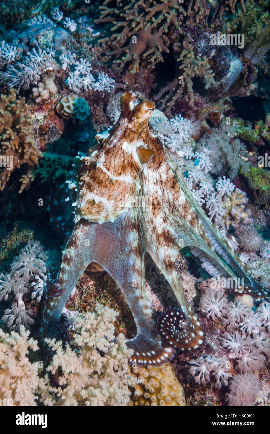 Day octopus (Octopus cyanea). Red Sea, Egypt Stock Photo - Alamy
