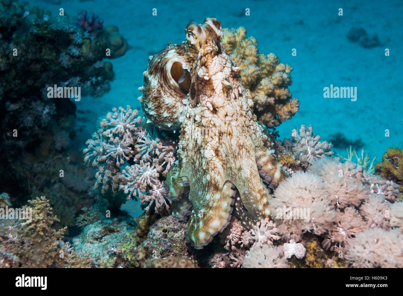 Day octopus (Octopus cyanea). Red Sea, Egypt Stock Photo - Alamy