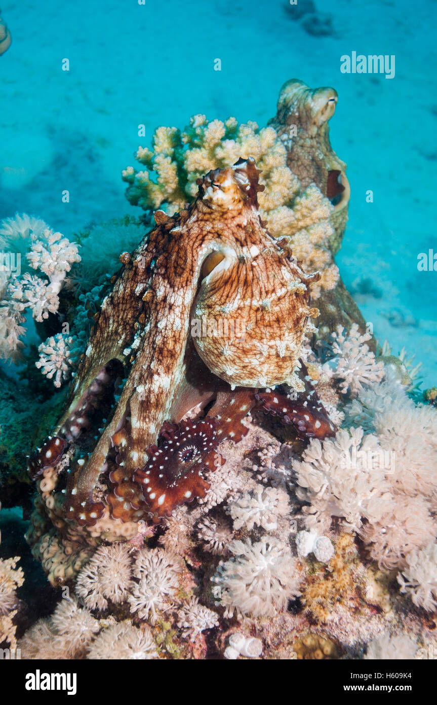 Octopus underwater mating hi-res stock photography and images - Alamy