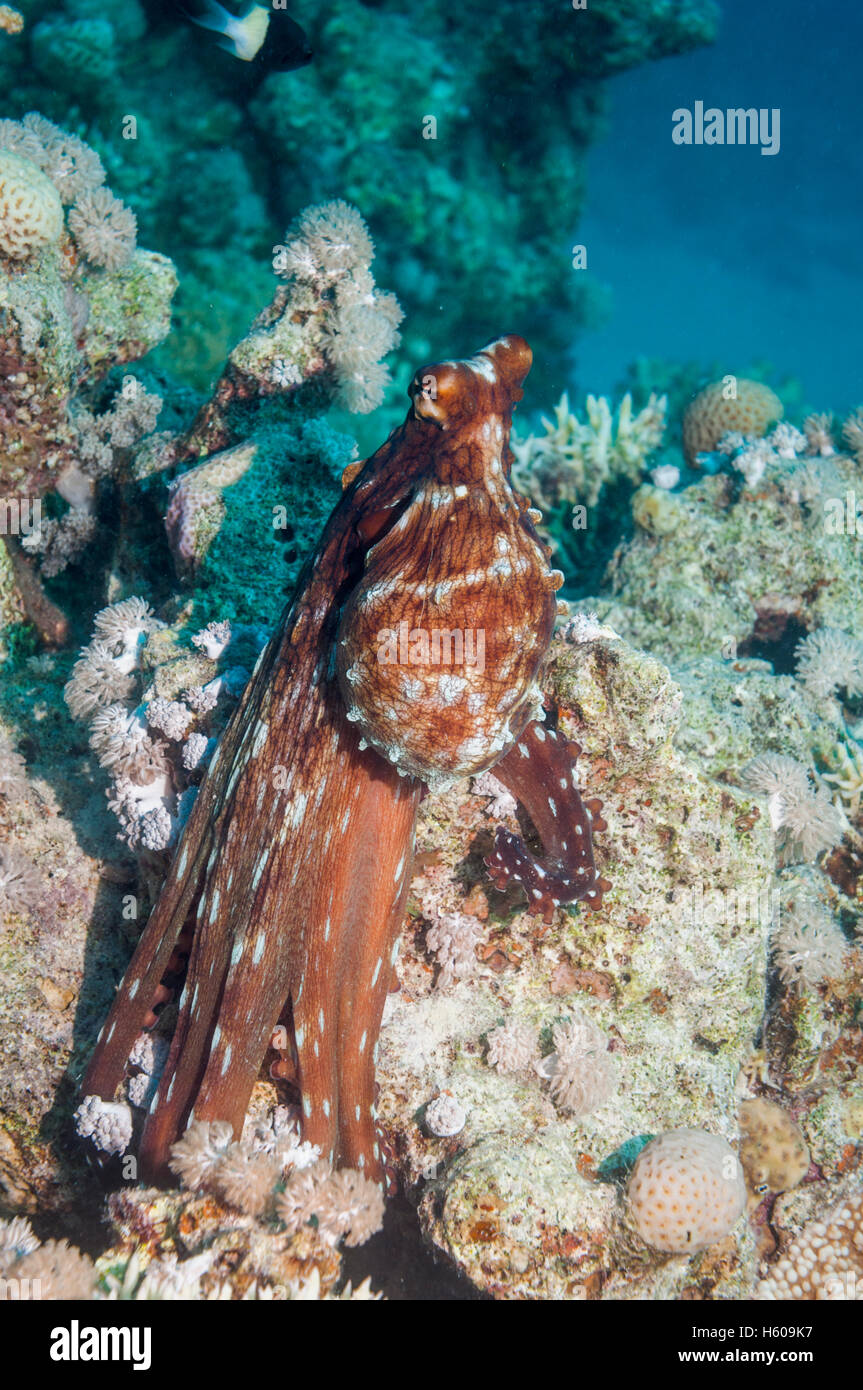 Day octopus (Octopus cyanea). Red Sea, Egypt Stock Photo - Alamy