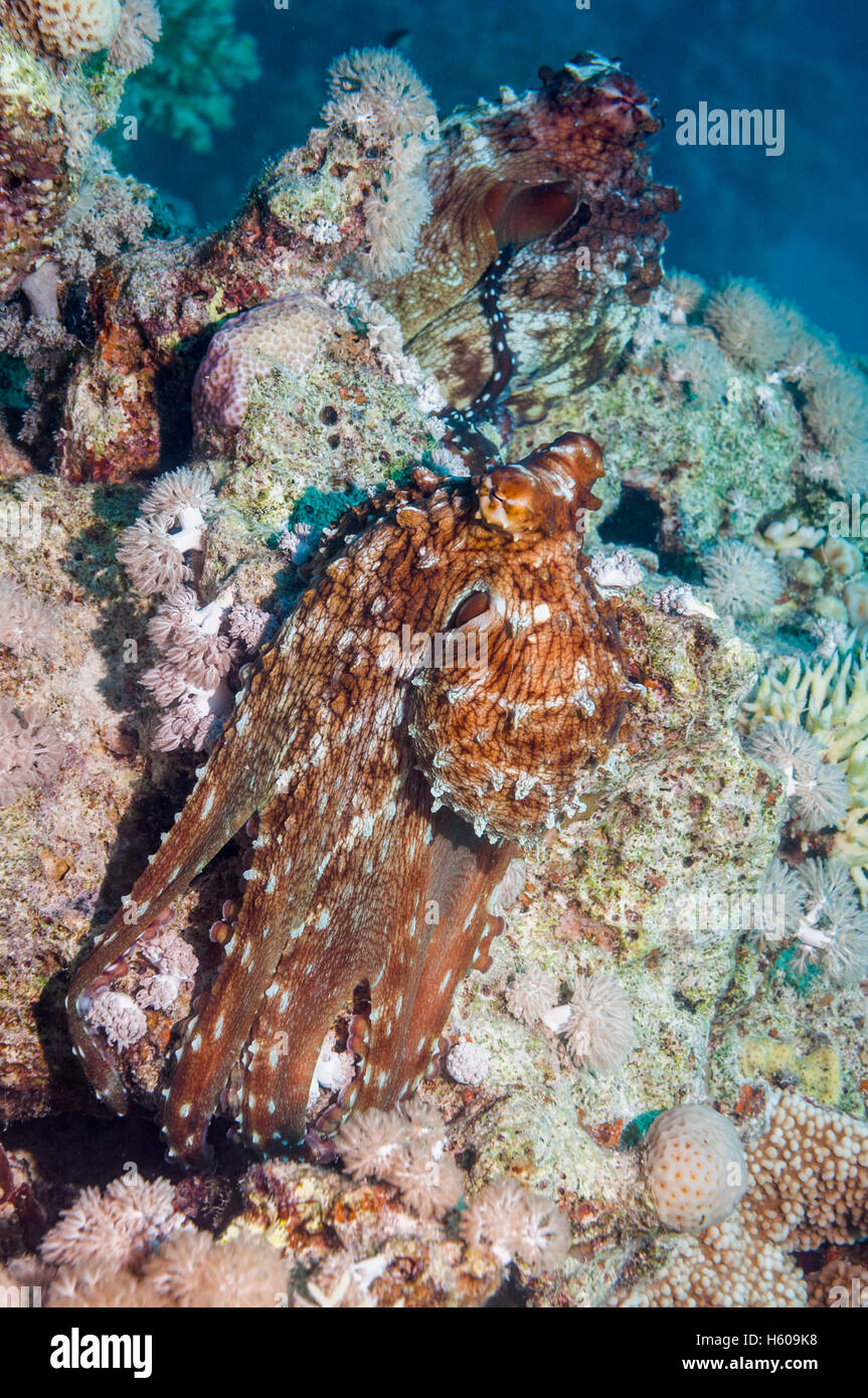 Two octopuses hi-res stock photography and images - Alamy