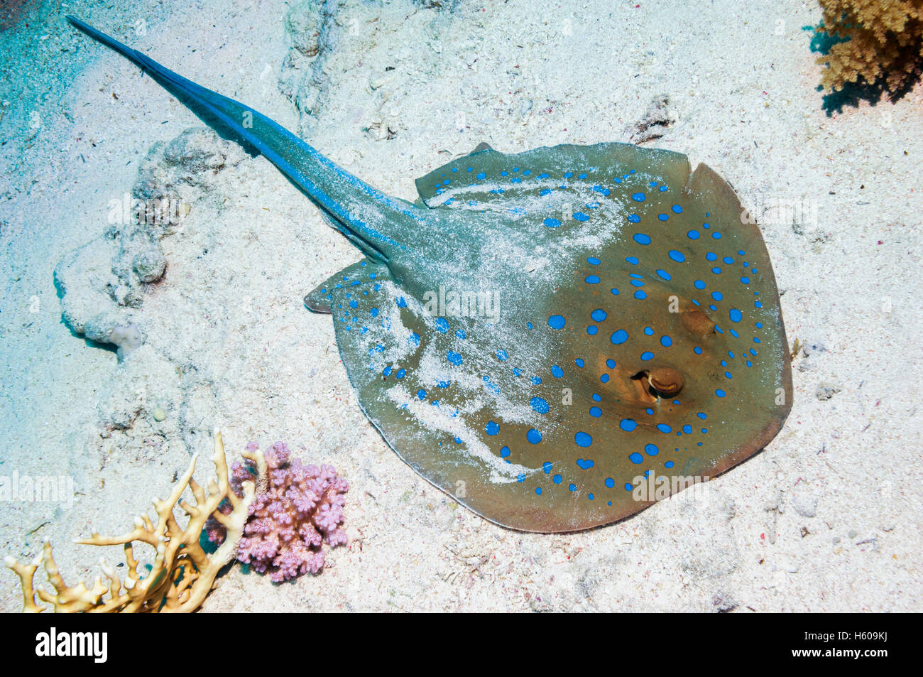 Blue spotted ribbontail ray (Taeniura lymna). Egypt, Red Sea Stock ...