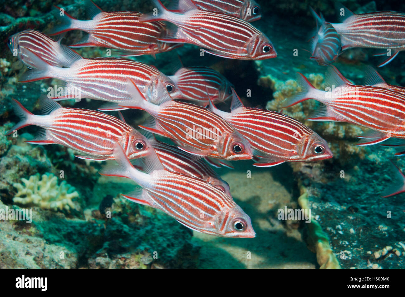 Crown Fish High Resolution Stock Photography and Images - Alamy