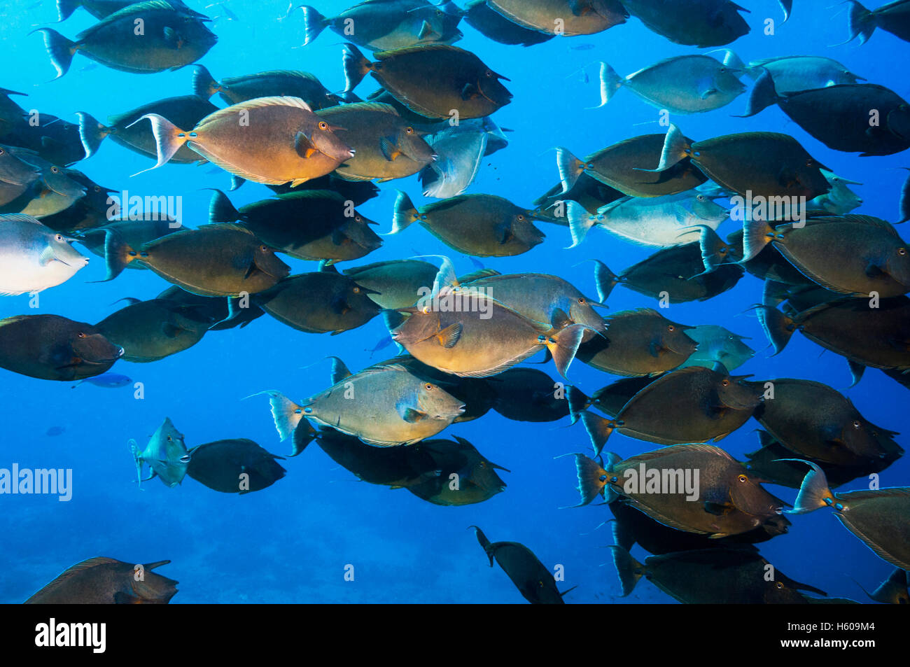 Bluespine surgeonfish [Naso unicornis]. Egypt, Red Sea Stock Photo - Alamy