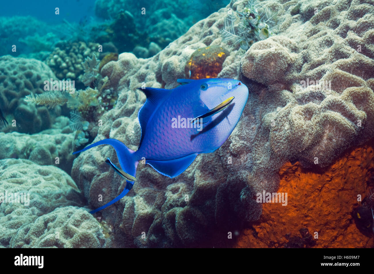Redtoothed triggerfish (Odonus niger) with Cleaner wrasses (Labroides ...