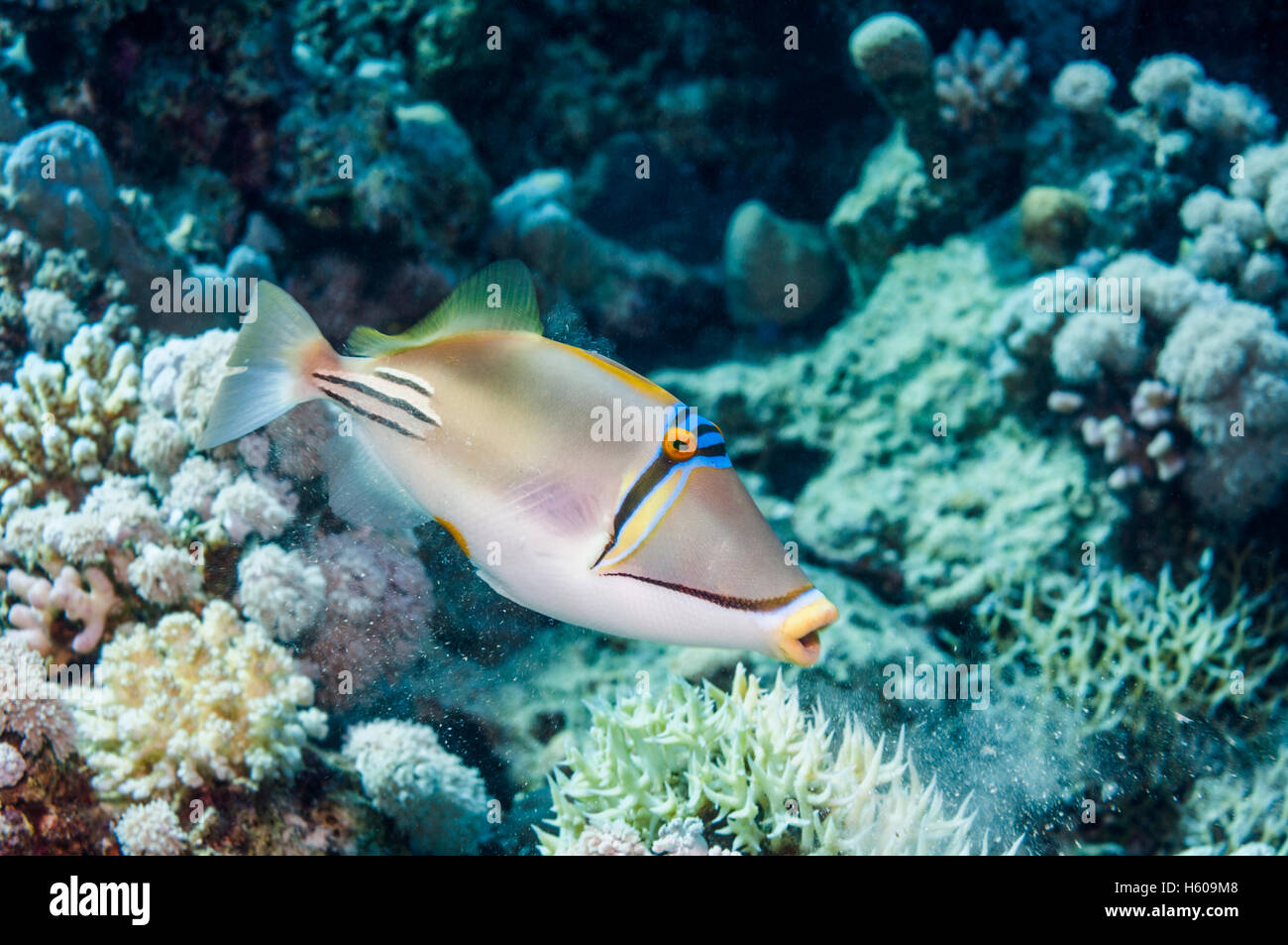 Picasso triggerfish or Arabian picasso triggerfish (Rhinecanthus assasi ...