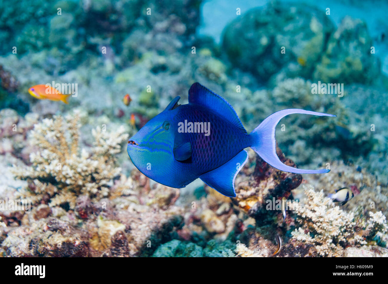 Redtooth triggerfish [Odonus niger]. Thailand, Andaman Sea Stock Photo ...