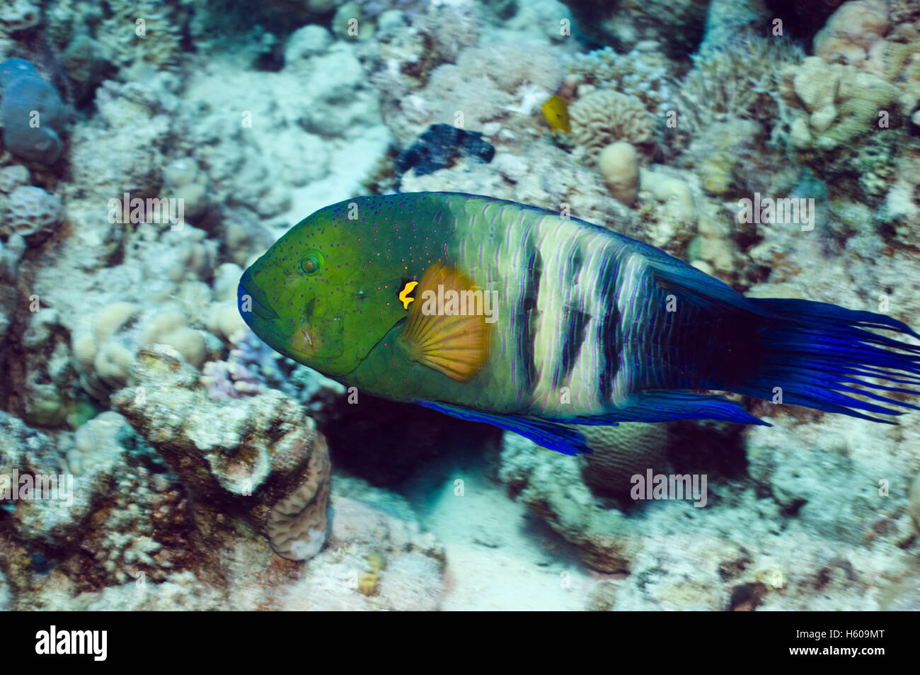 Broomtail wrasse (Cheilinus lunulatus). Egypt, Red Sea Stock Photo - Alamy