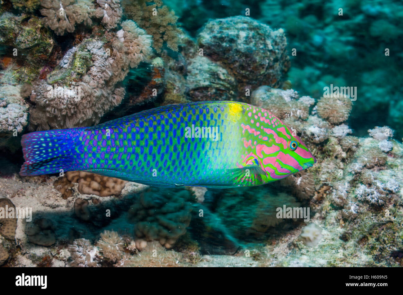 Checkerboard wrasse (Halichoeres hortulanus). Egypt, Red Sea Stock ...